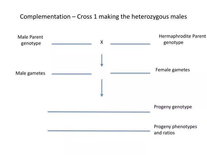 PPT - Complementation – Cross 1 making the heterozygous males ...