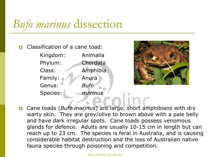 PPT - Frogs - Anatomy and Physiology PowerPoint Presentation - ID:3775103