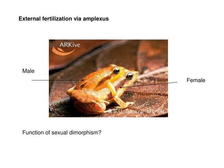 PPT - Modern Amphibians = Lissamphibia PowerPoint Presentation - ID:3775126