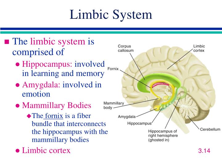 PPT - 3: Structure of the Nervous System PowerPoint Presentation - ID ...
