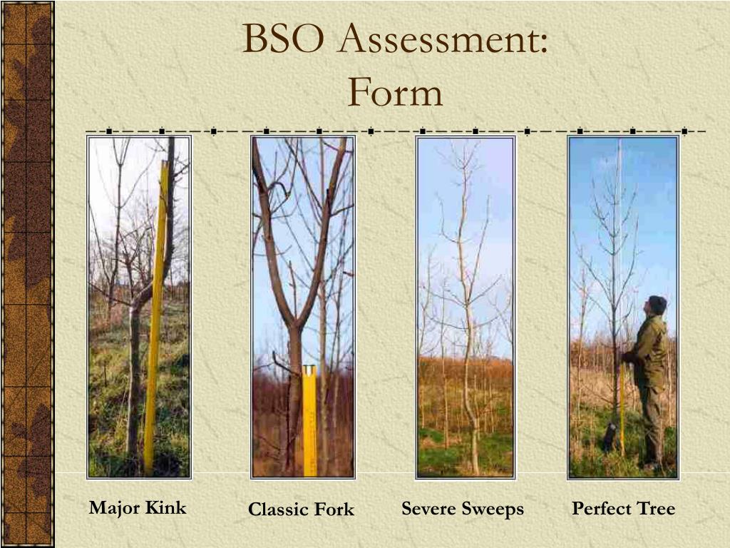PPT - Genetic improvement of ash in British forestry: Floral Diversity ...