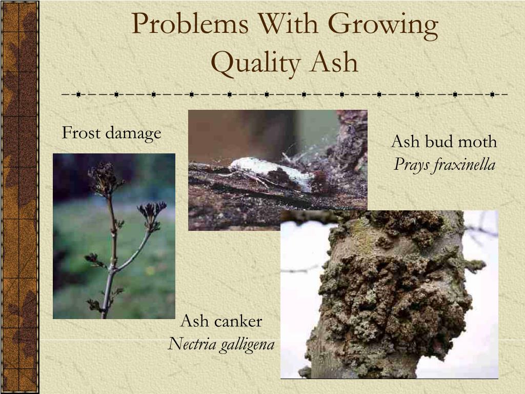 PPT - Genetic improvement of ash in British forestry: Floral Diversity ...