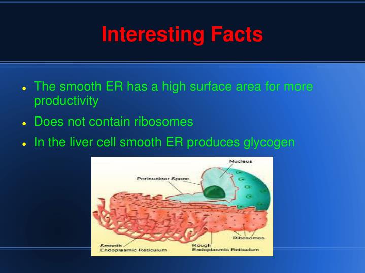 PPT - Smooth Endoplasmic Reticulum PowerPoint Presentation - ID:3776927