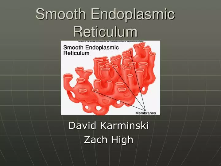 PPT - Smooth Endoplasmic Reticulum PowerPoint Presentation, free ...