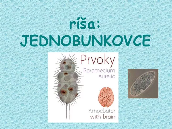 PPT - ríša: JEDNOBUNKOVCE PowerPoint Presentation, free download - ID ...