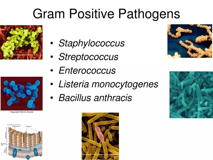 PPT - Gram Positive Pathogens PowerPoint Presentation, free download ...