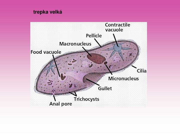 PPT - ŽIVOČICHOVÉ PowerPoint Presentation - ID:3778132