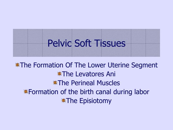 PPT - Obstetric Anatomy PowerPoint Presentation - ID:3778290