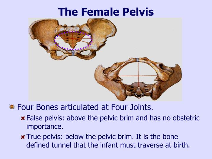PPT - Obstetric Anatomy PowerPoint Presentation - ID:3778290