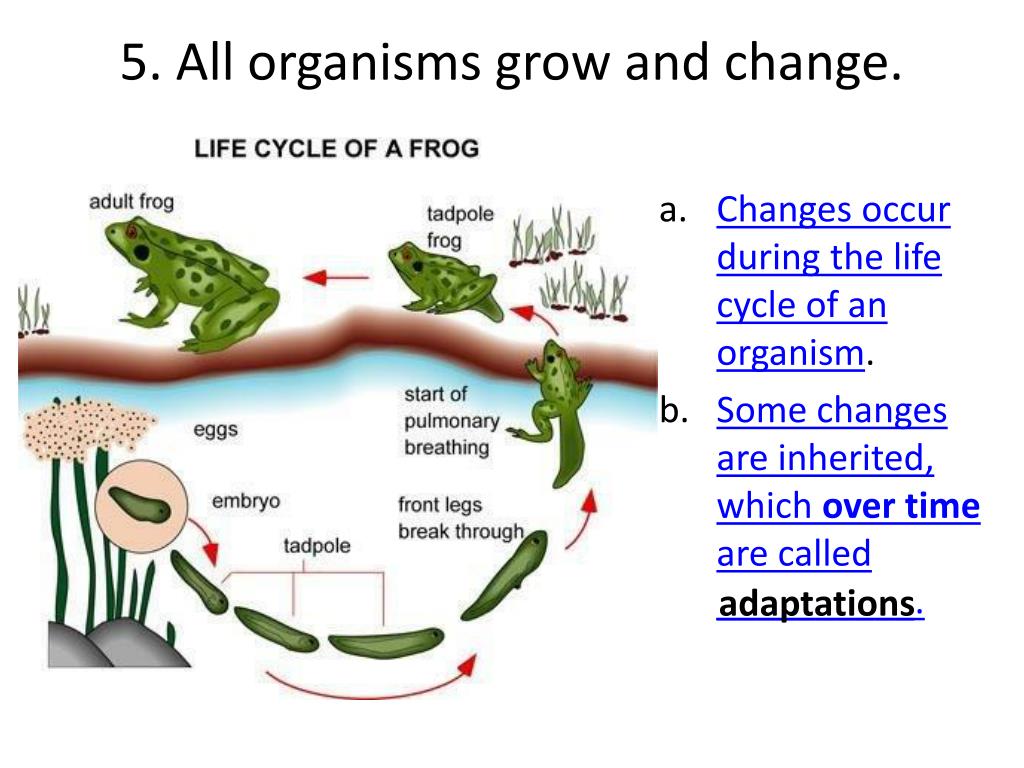 PPT - Understanding the Six Characteristics of Living Things PowerPoint ...
