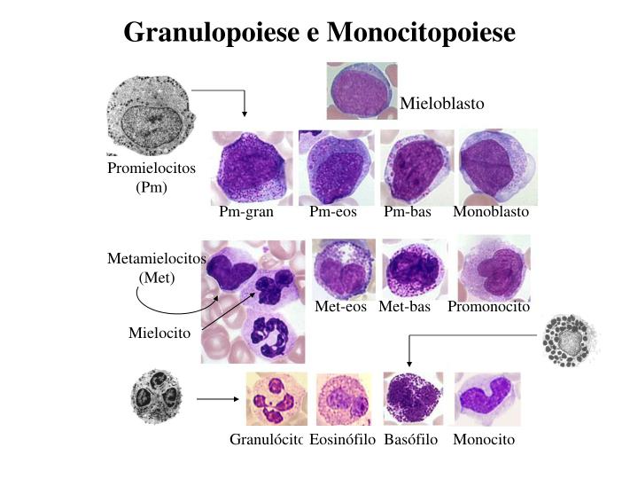 PPT - Medicina Interna HEMATOLOGIA (anos 60) PowerPoint Presentation ...