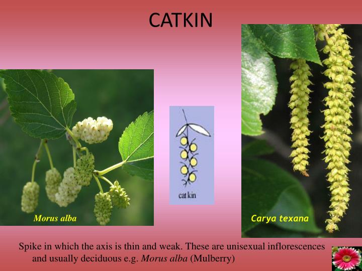 PPT - FLOWER ARRANGEMENT ON FLORAL AXIS: INFLORESCENCE PowerPoint ...