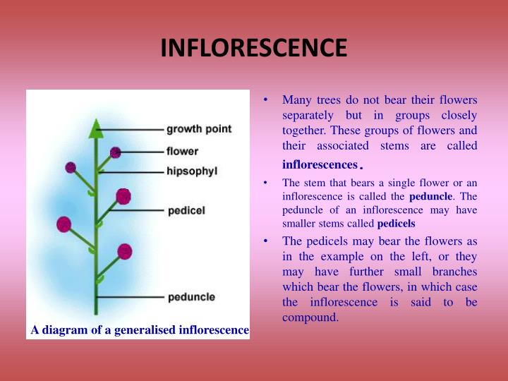 PPT - FLOWER ARRANGEMENT ON FLORAL AXIS: INFLORESCENCE PowerPoint ...