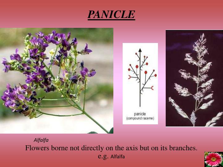 PPT - FLOWER ARRANGEMENT ON FLORAL AXIS: INFLORESCENCE PowerPoint ...