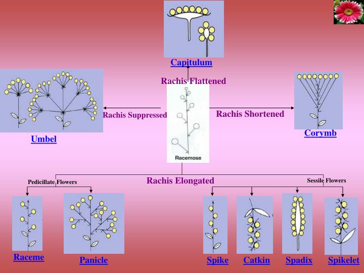 PPT - FLOWER ARRANGEMENT ON FLORAL AXIS: INFLORESCENCE PowerPoint ...