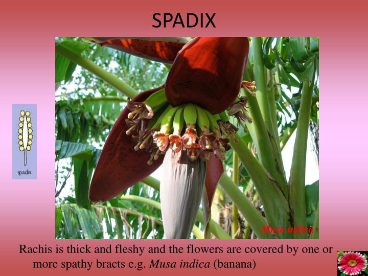 PPT - FLOWER ARRANGEMENT ON FLORAL AXIS: INFLORESCENCE PowerPoint ...