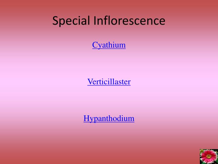 PPT - FLOWER ARRANGEMENT ON FLORAL AXIS: INFLORESCENCE PowerPoint ...