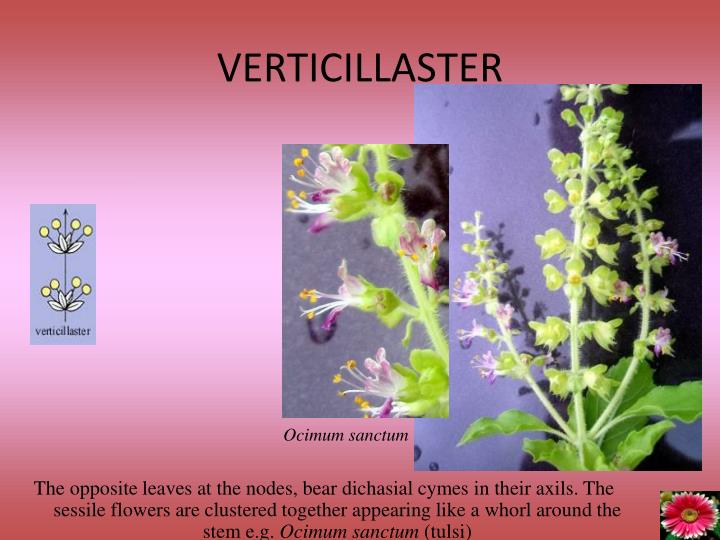 PPT - FLOWER ARRANGEMENT ON FLORAL AXIS: INFLORESCENCE PowerPoint ...