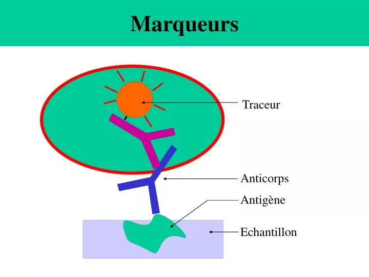 PPT - Marqueurs PowerPoint Presentation, free download - ID:3779716
