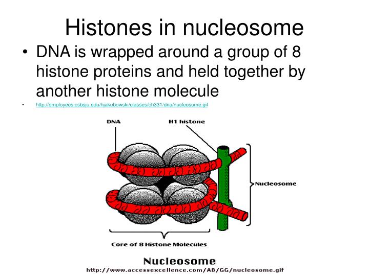 PPT - DNA PowerPoint Presentation - ID:3780026