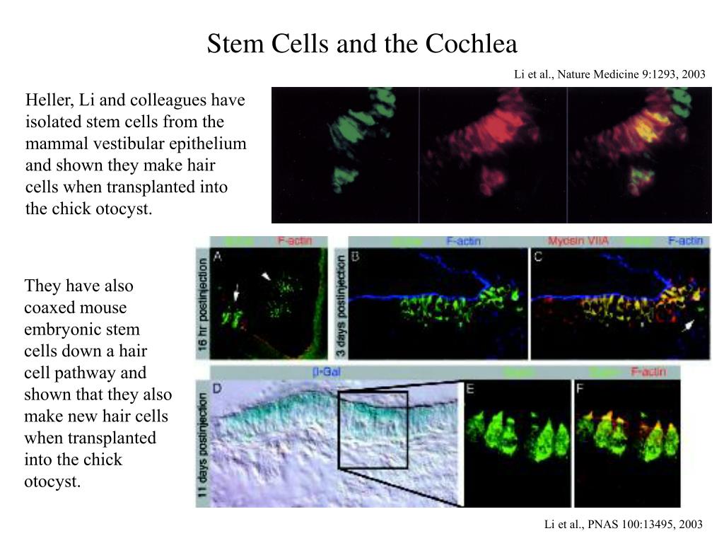 PPT - Understanding Hair Cell Regeneration: Achievements and Challenges ...