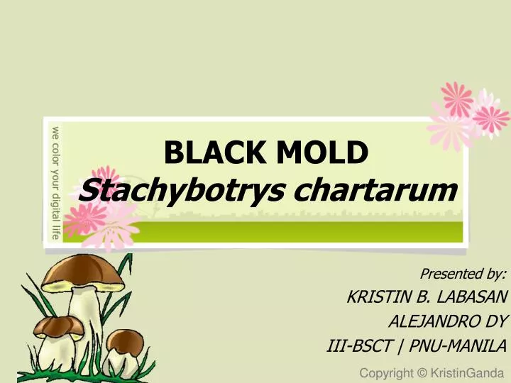PPT - BLACK MOLD Stachybotrys chartarum PowerPoint Presentation, free ...