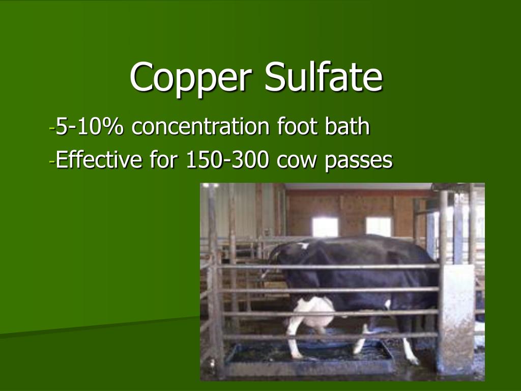 PPT - Hairy Foot Wart or Papilomatous Digital Dermatitis PowerPoint ...