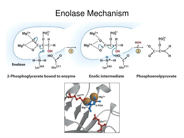 PPT - Enzyme Mechanisms PowerPoint Presentation - ID:3783127