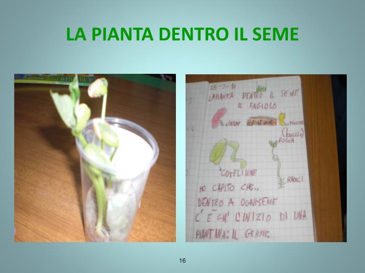 PPT - DAL SEME AL SEME PowerPoint Presentation - ID:3783437