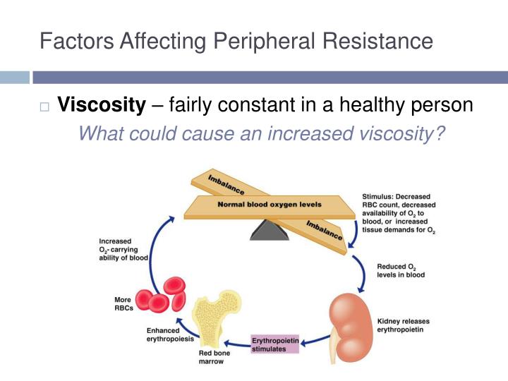 PPT - Blood Vessels & Circulation PowerPoint Presentation - ID:3784935
