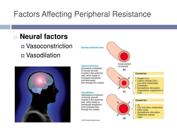 PPT - Blood Vessels & Circulation PowerPoint Presentation - ID:3784935