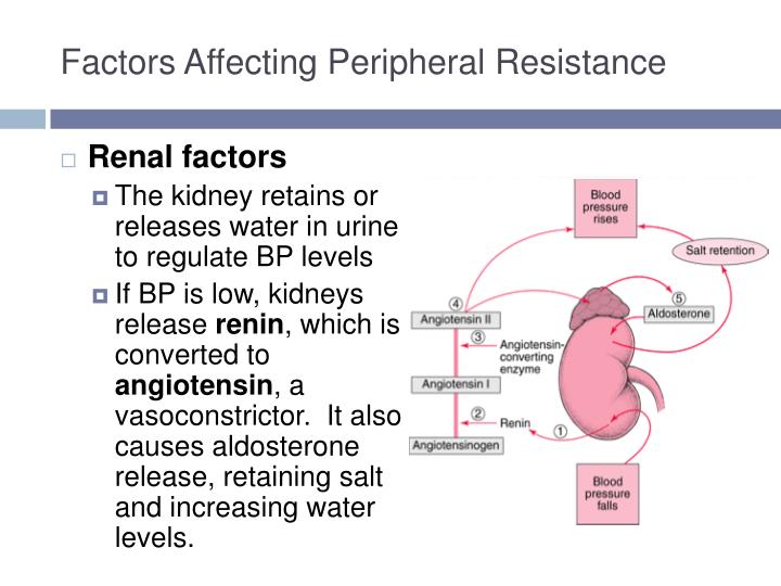 PPT - Blood Vessels & Circulation PowerPoint Presentation - ID:3784935