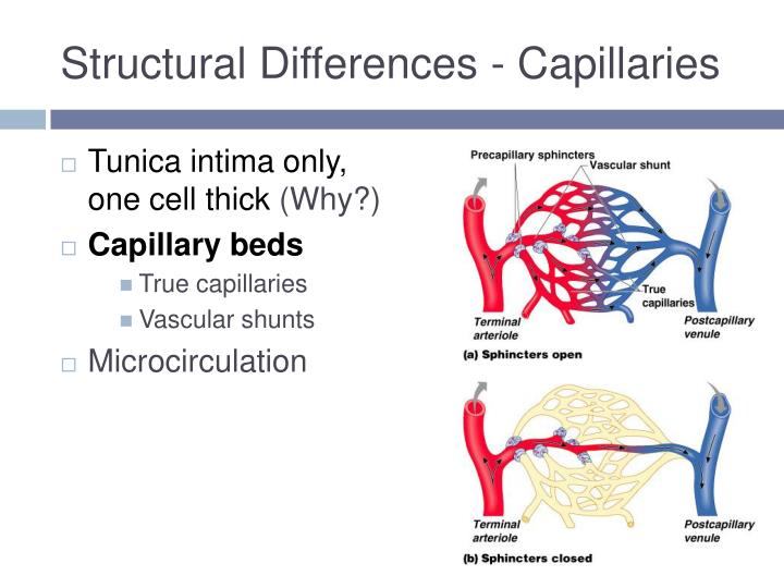 PPT - Blood Vessels & Circulation PowerPoint Presentation - ID:3784935