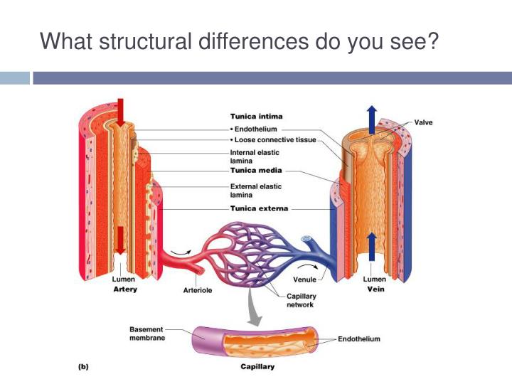 PPT - Blood Vessels & Circulation PowerPoint Presentation - ID:3784935