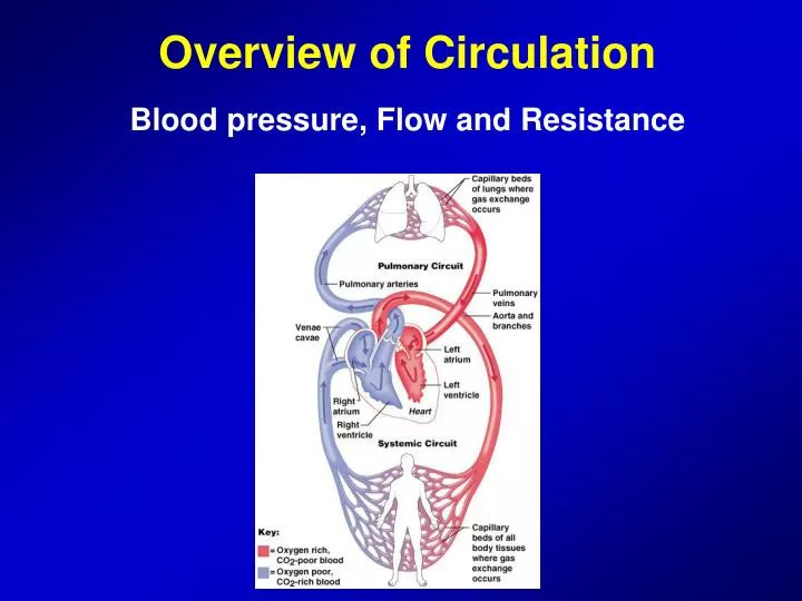 PPT - Overview of Circulation Blood pressure, Flow and Resistance ...