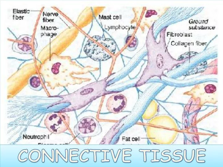PPT - CONNECTIVE TISSUE PowerPoint Presentation, free download - ID:3787471