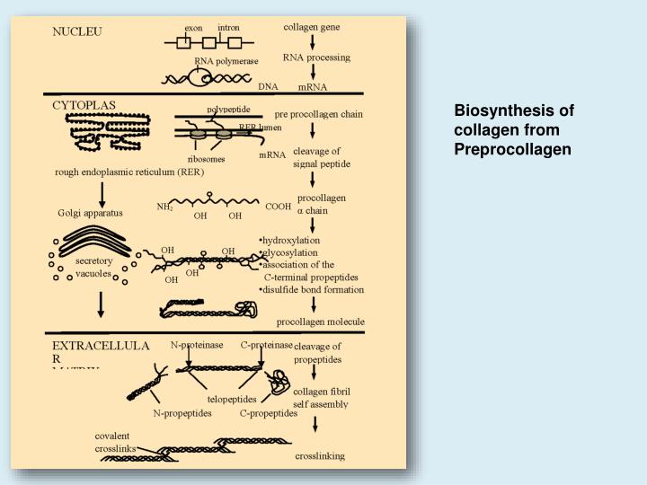 PPT - CONNECTIVE TISSUE PowerPoint Presentation - ID:3787471