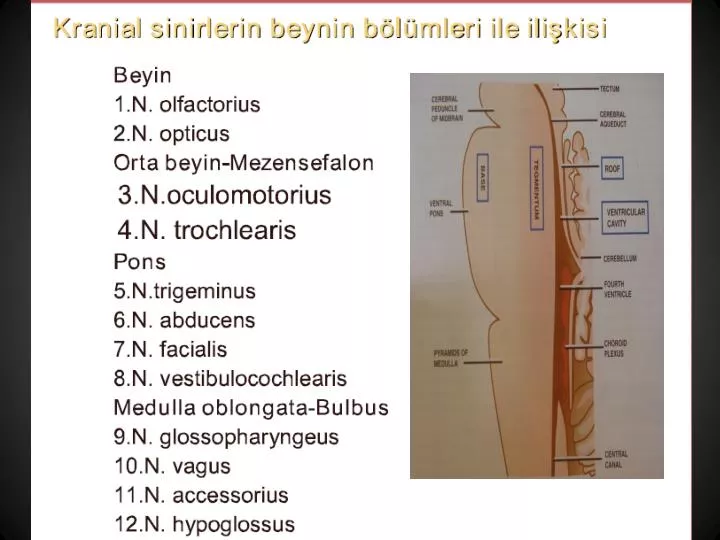 PPT - 1. nöron: n. olfaktorius PowerPoint Presentation, free download ...
