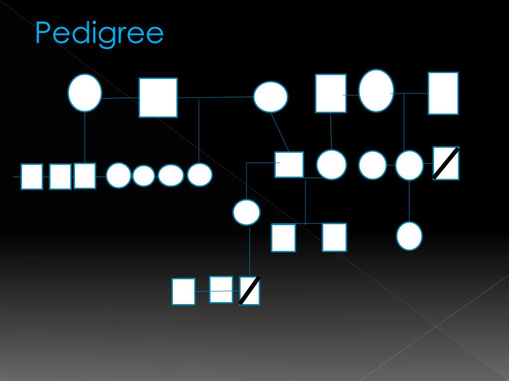 Ppt Traits Pedigrees And Punnett Squares Powerpoint Presentation Id
