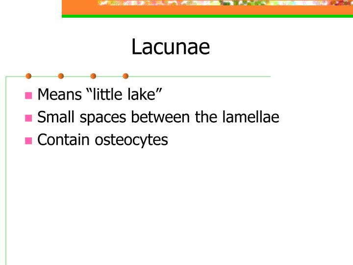 PPT - Microscopic Structure of Bone PowerPoint Presentation - ID:3790004