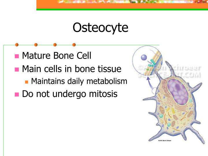 PPT - Microscopic Structure of Bone PowerPoint Presentation - ID:3790004