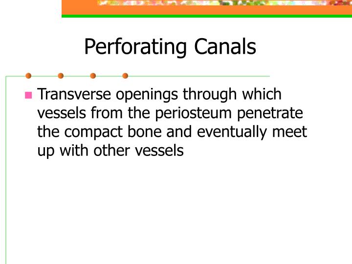 PPT - Microscopic Structure of Bone PowerPoint Presentation - ID:3790004