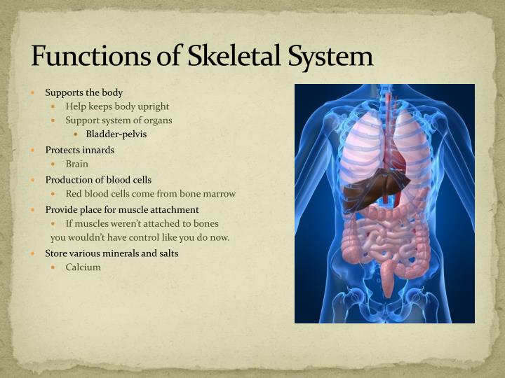 PPT - MUSCLES, BONES, And Joints PowerPoint Presentation - ID:3790007