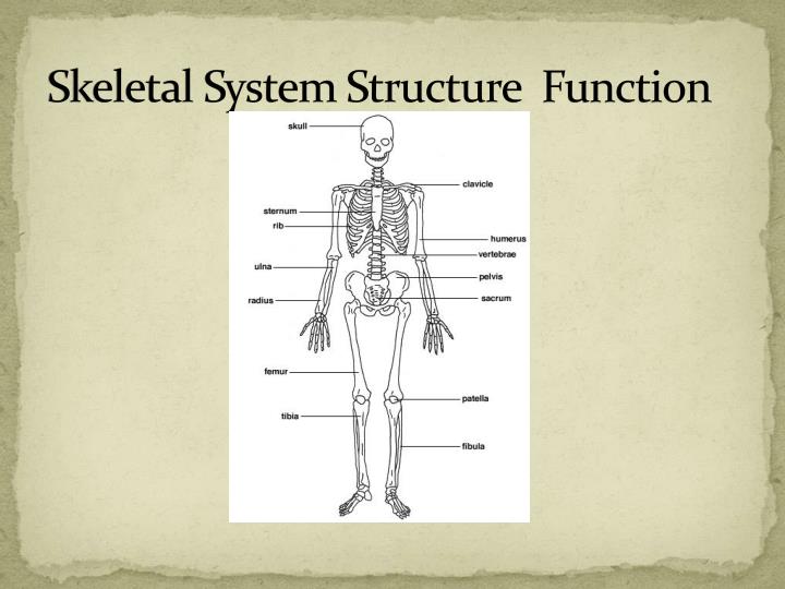 PPT - MUSCLES, BONES, And Joints PowerPoint Presentation - ID:3790007