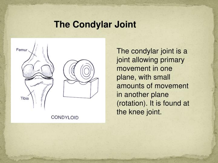 PPT - MUSCLES, BONES, And Joints PowerPoint Presentation - ID:3790007