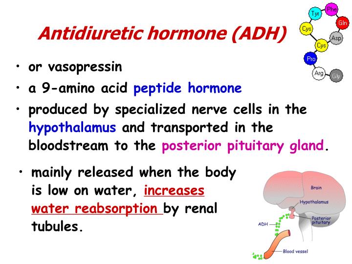 PPT - Water & Electrolyte Balance PowerPoint Presentation - ID:3790025