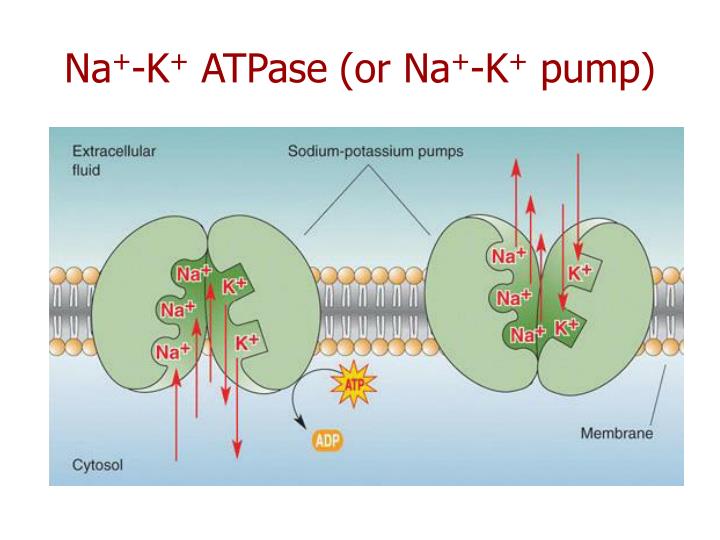PPT - Water & Electrolyte Balance PowerPoint Presentation - ID:3790025