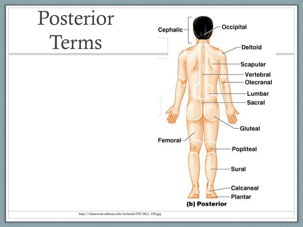 PPT The Human Body PowerPoint Presentation Free Download ID 3790967 PPT The Human Body PowerPoint Presentation Free Download ID 3790967