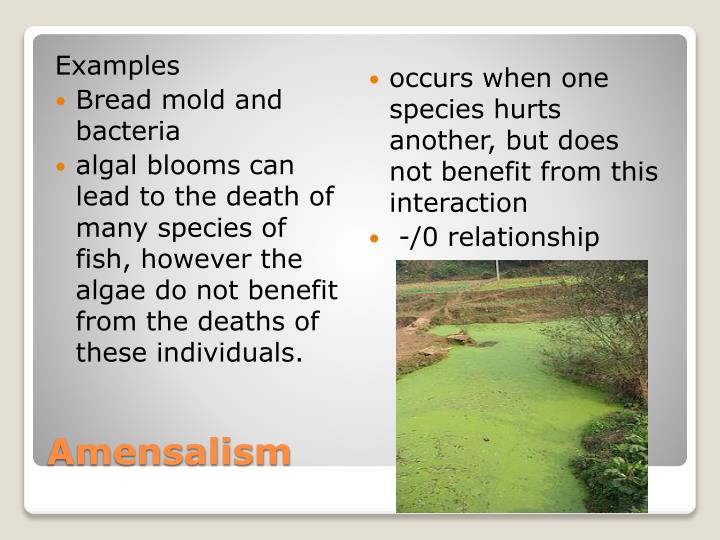 PPT - Symbiosis: Living Together PowerPoint Presentation - ID:3791646
