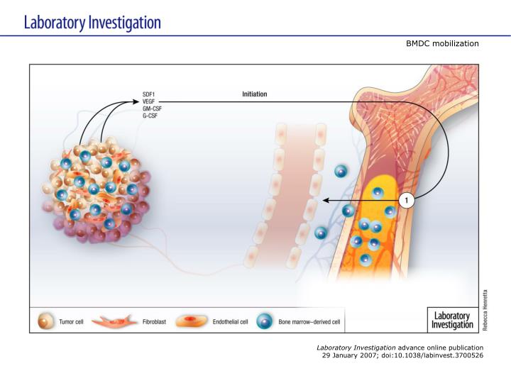 PPT - BMDC recruitment in tumors PowerPoint Presentation - ID:3792491